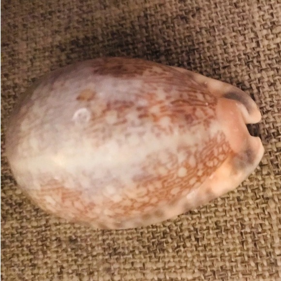 Accents | Arabic Arabian Cowrie Seashell Display Cypraea Arabica Beach ...